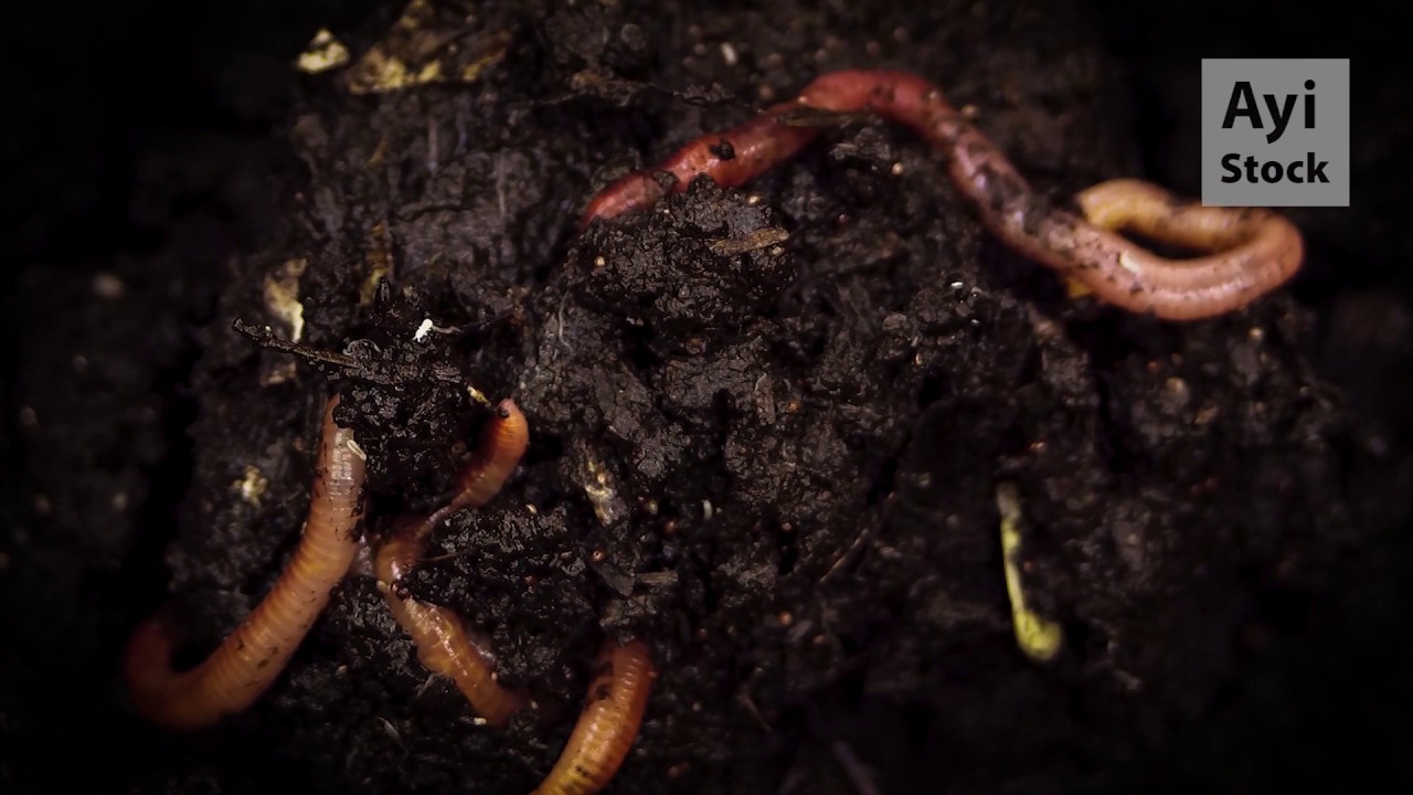 Earthworms collection, free footage UHD, links in the description ...