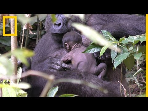 Una madre gorila salvaje cuida de su cría recién nacida | National Geographic en Español