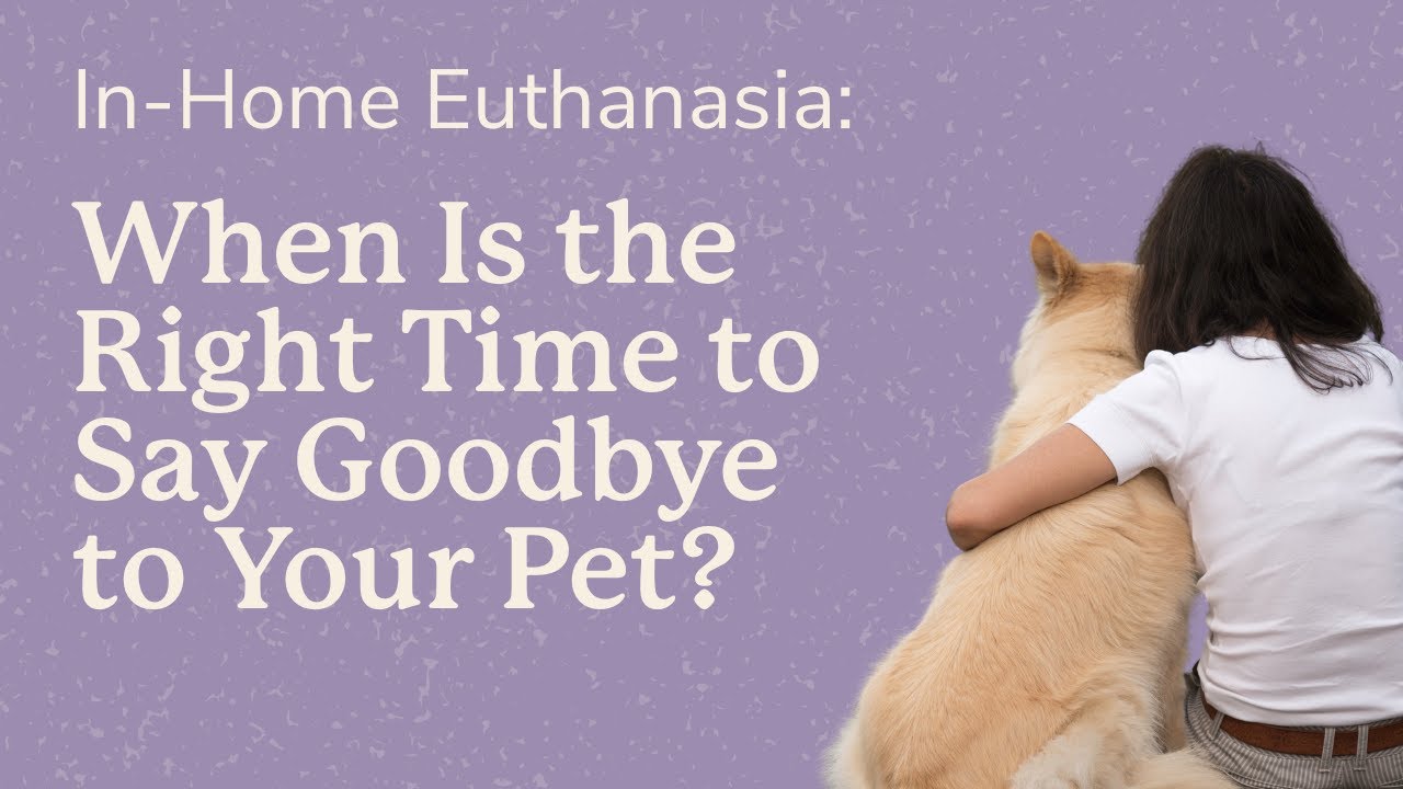 How Do I Know When it's Time to Say Goodbye to my Pet? - YouTube