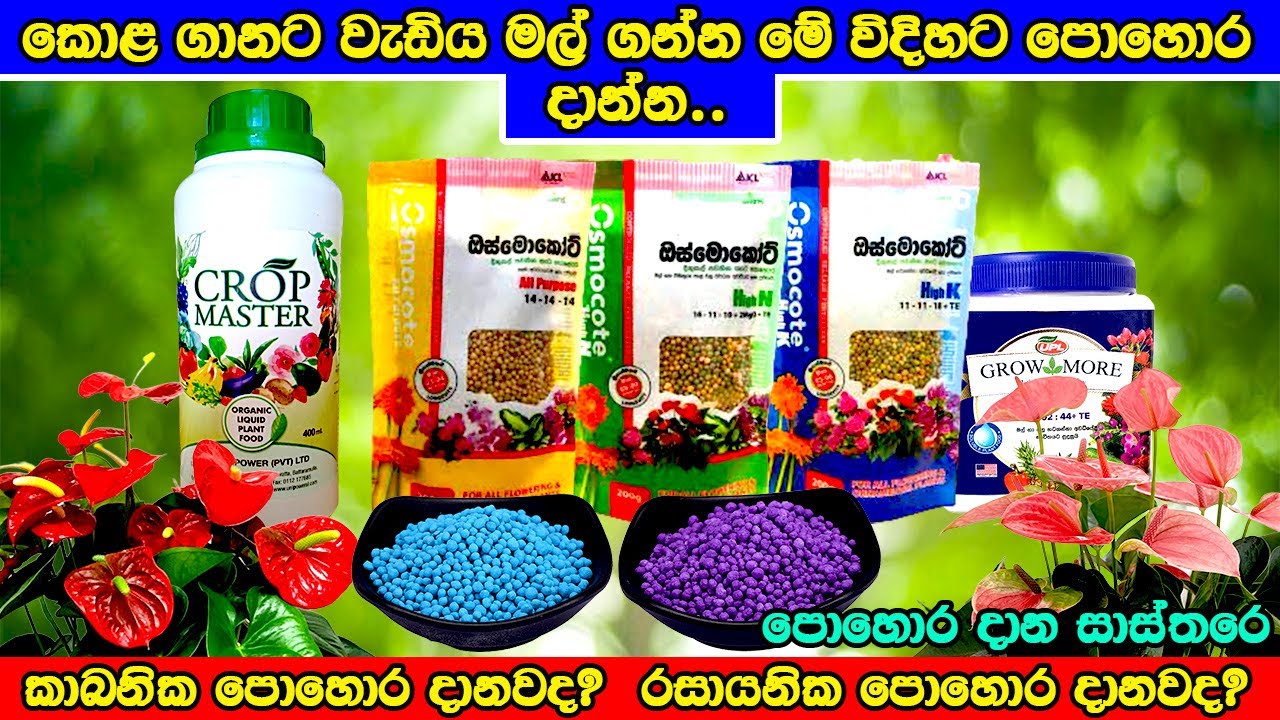 Anthurium Fertilizer-ඇන්තුරියම් පොහොර -Anthurium pohora-පිරිලා ඉතිරෙන්න ...
