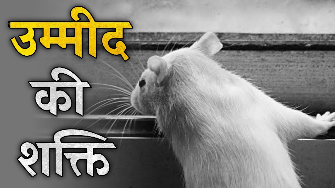 Never Lose Hope | Shocking Rat Experiment of Hope | Best Motivational ...
