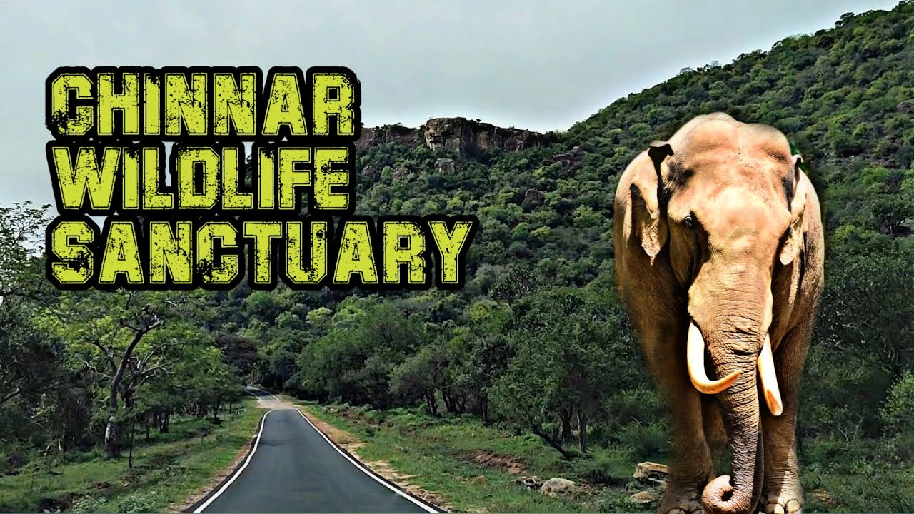 யானை காட்டில் திரில் பயணம் | Elephant in Chinnar Forest | Kanthalloor ...