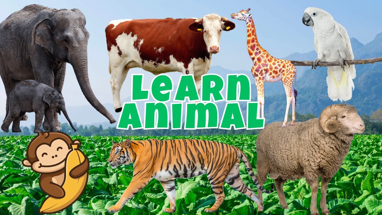 Learn About Animals, Sheep,Cow,Chicken,Cat,Lion,Dog,Goat, Cute Funny ...