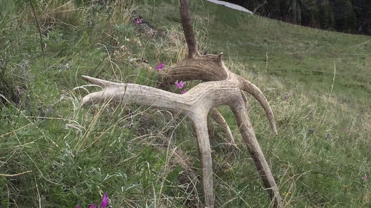 Antler hunting photos- as they lay - YouTube