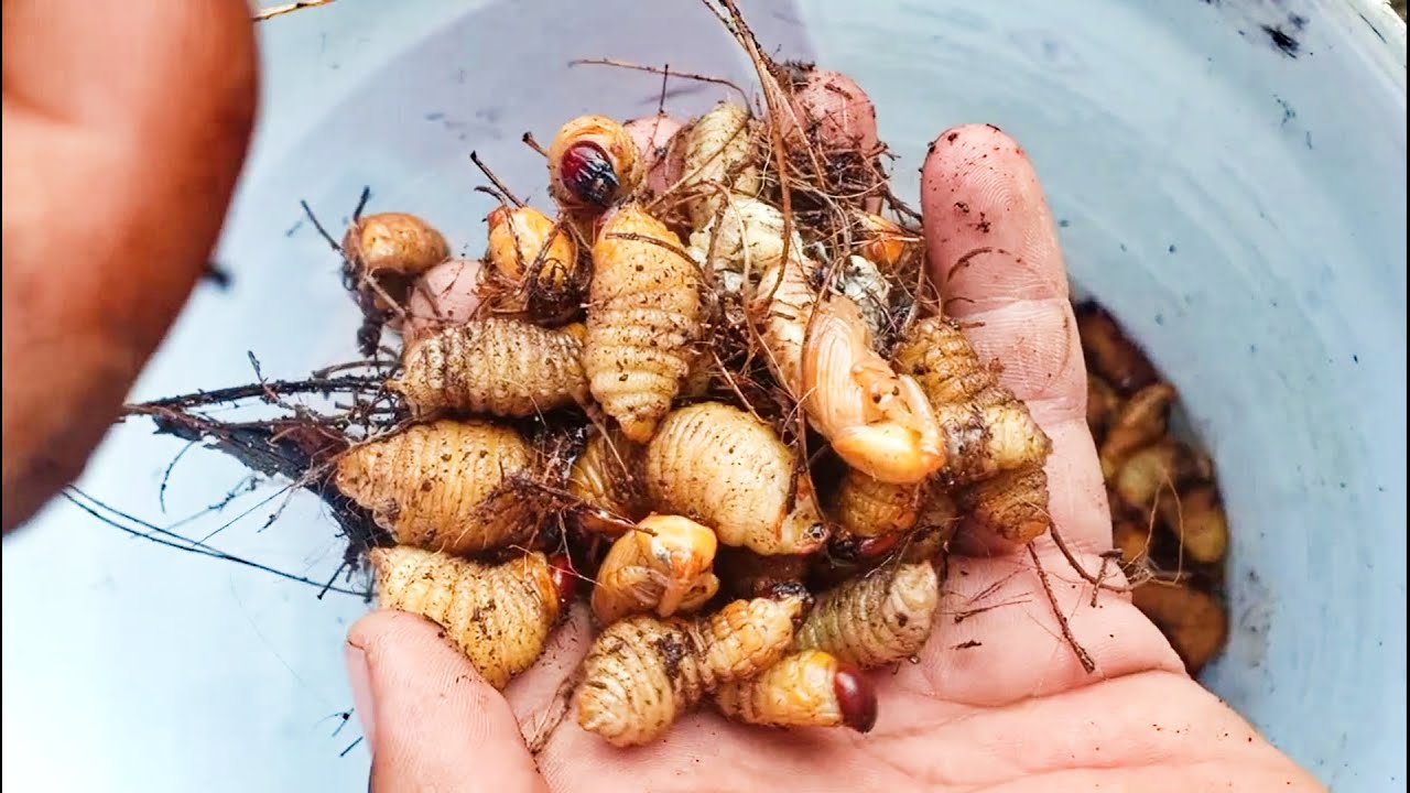 Eating Palm Worm Cambodia Food - YouTube
