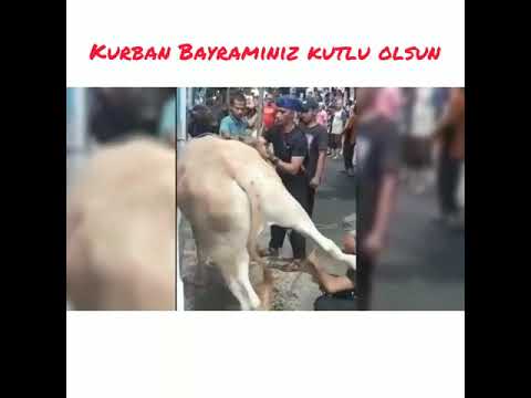 EN KOMİK KURBAN KAZALARI