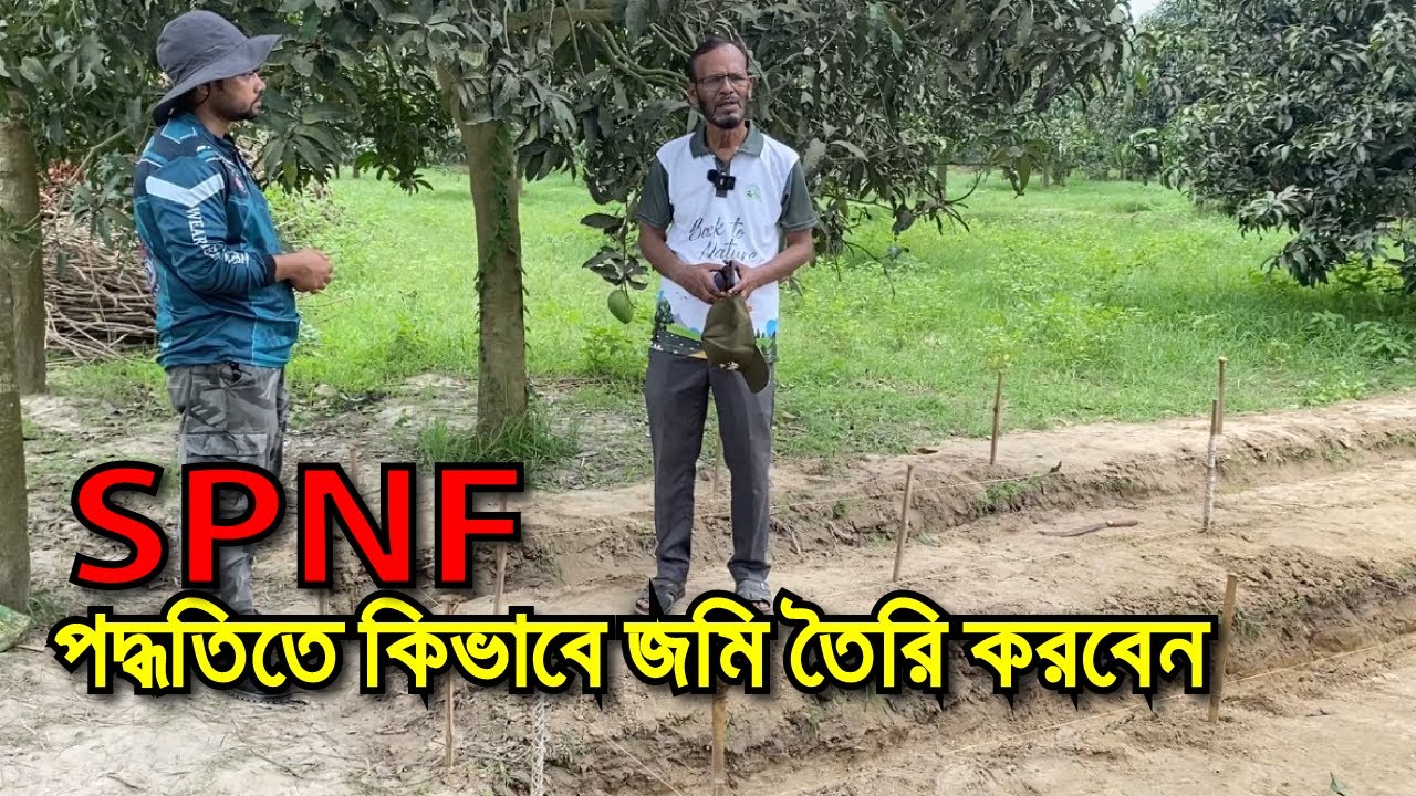 SPNF পদ্ধতিতে কিভাবে জমি তৈরি করবেন। রাসায়নিক সার ও কীটনাশক মুক্ত ...