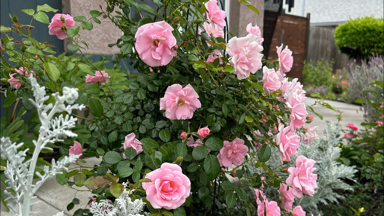 My roses finally bloomed, plus all the other color happening in my ...