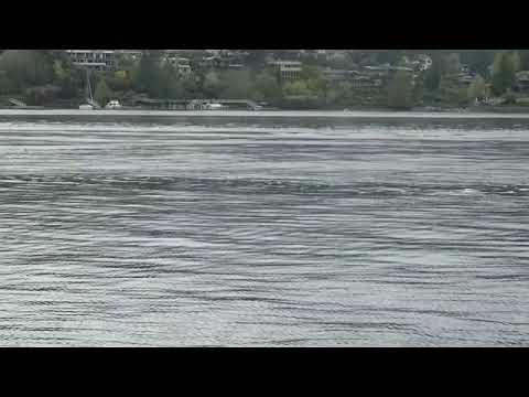 Orcas in Deep Cove - YouTube