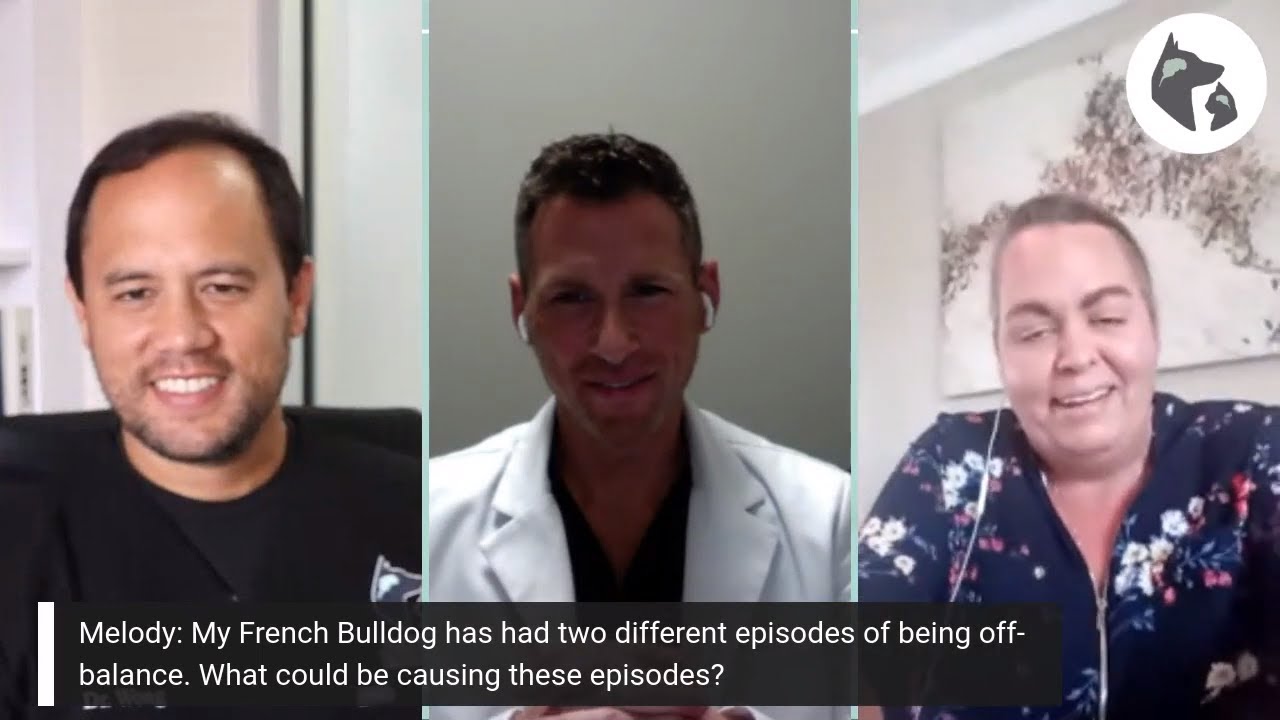 IVDD Recurrence In Paralyzed Dogs || Q&A with Dr. Wong and Dr. Wininger ...
