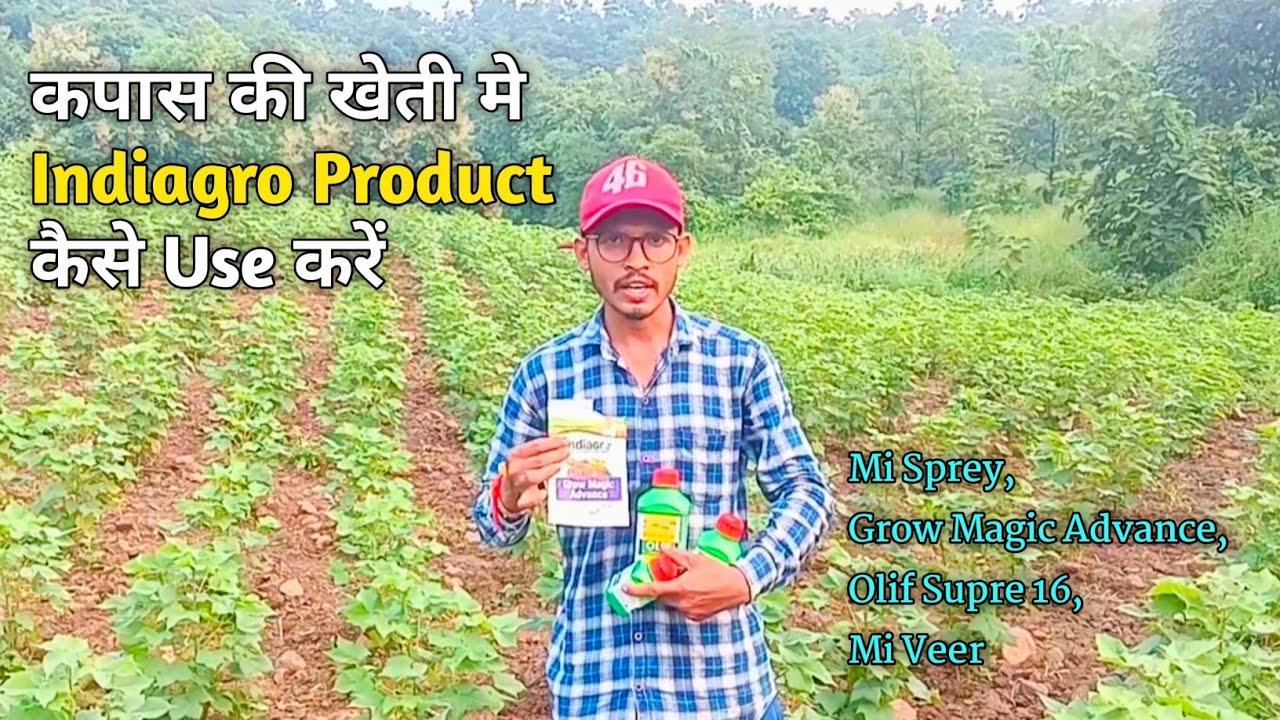 How To Use Indiagro Product || Olif Super 16, Mi Veer, Mi Sprey, Grow ...
