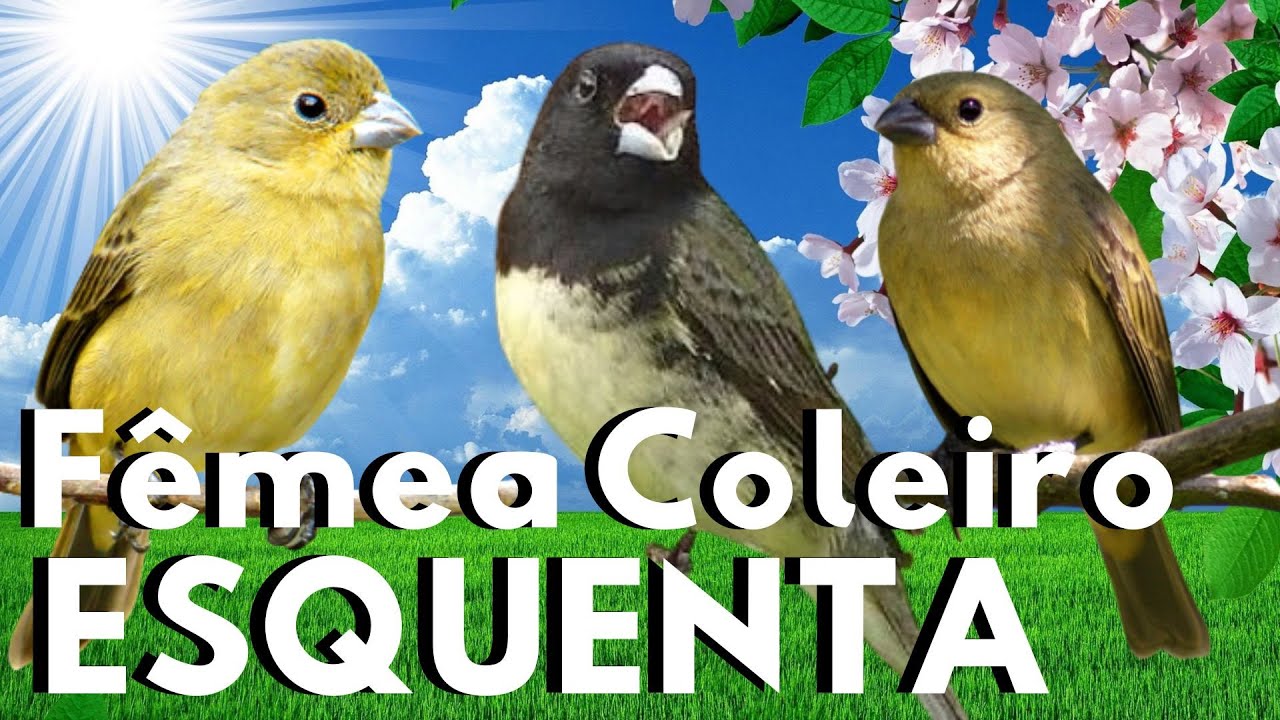 Fêmea de coleiro chamando muito e Piado de fêmea para Esquentar #10 ...