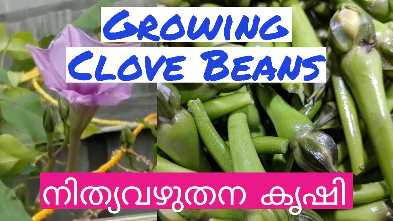 Clove Beans / നിത്യവഴുതന / Nithya Vazhuthana - YouTube