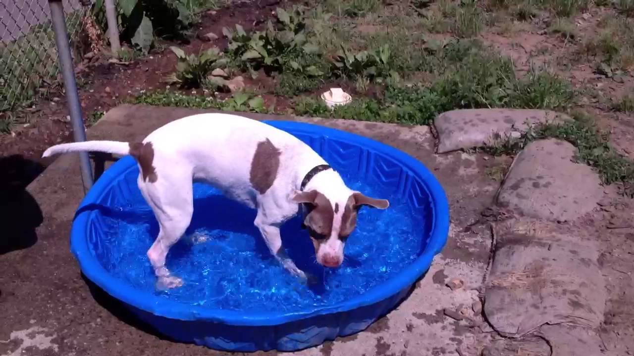 Pitbull in a kiddie pool - YouTube