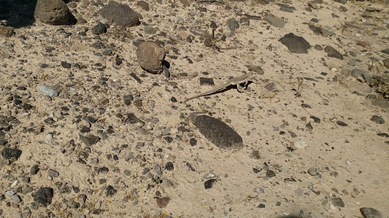 Fast Desert Lizard Scurrying Away! - YouTube
