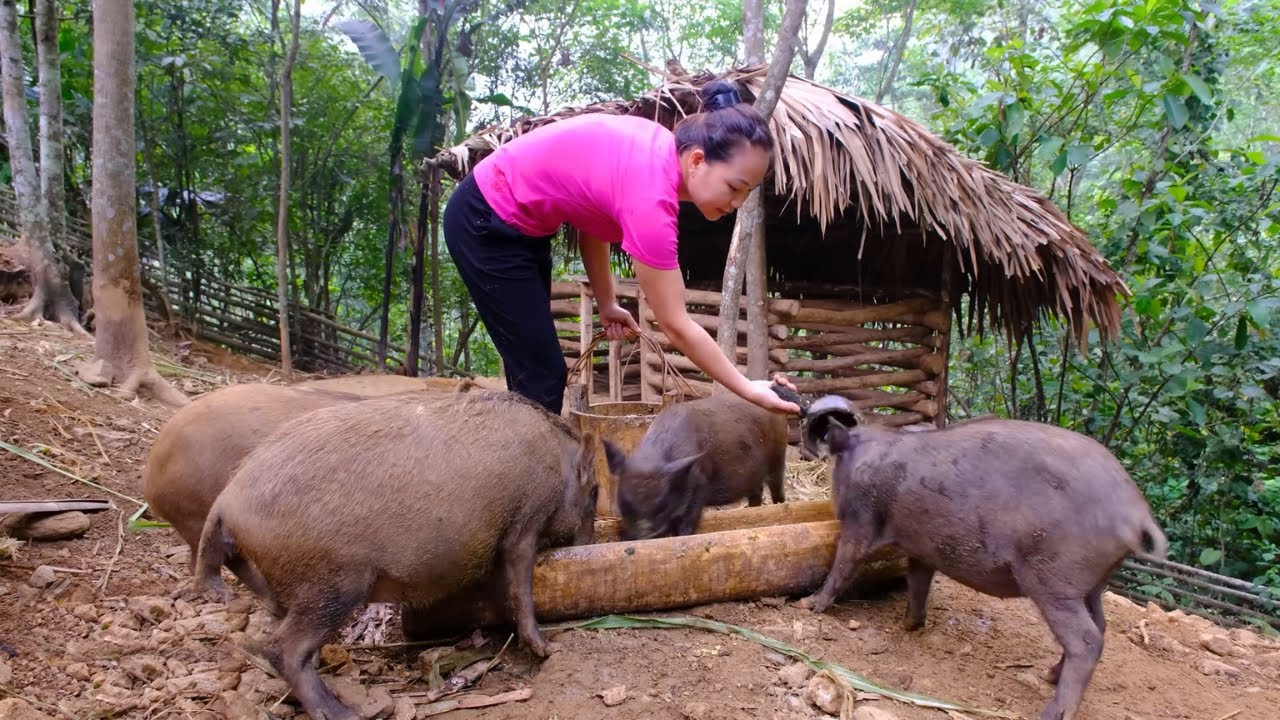 Feeding Pigs, Fish & Chickens and Making Medicine from Wild Fruits ...