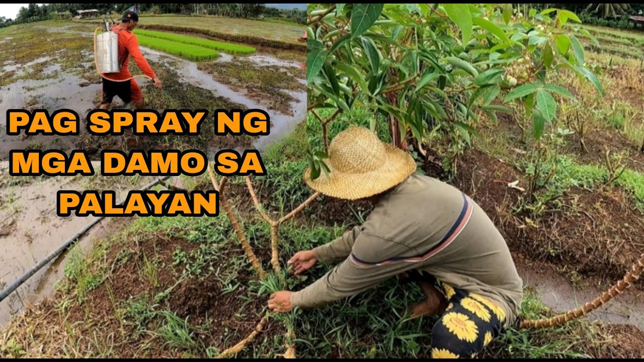 PAG SPRAY NG MGA DAMO SA PALAYAN - YouTube