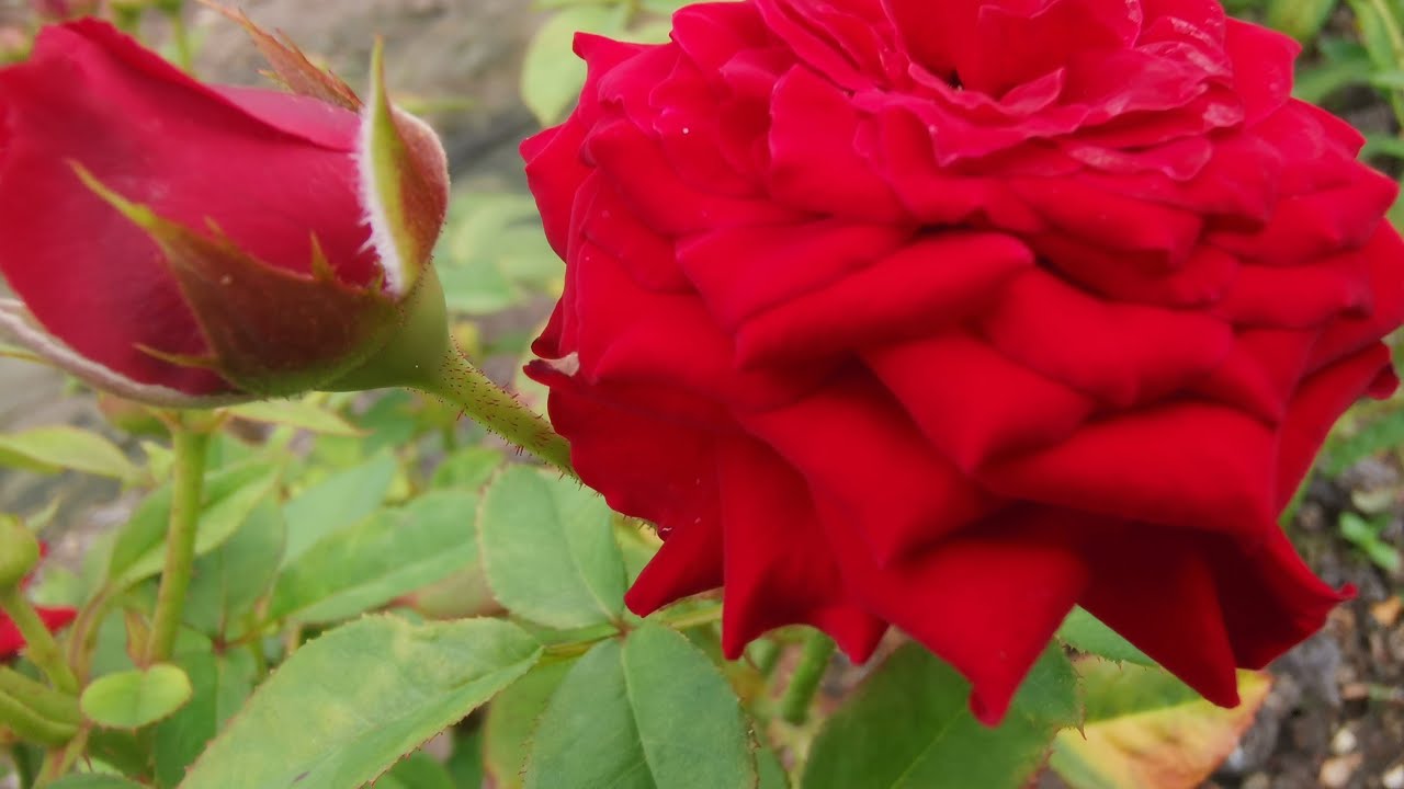 กุหลาบ EP:31 กุหลาบ พินอคคลิโอ สีแดงบานทน Red Pinocchio Rose #Redroses ...