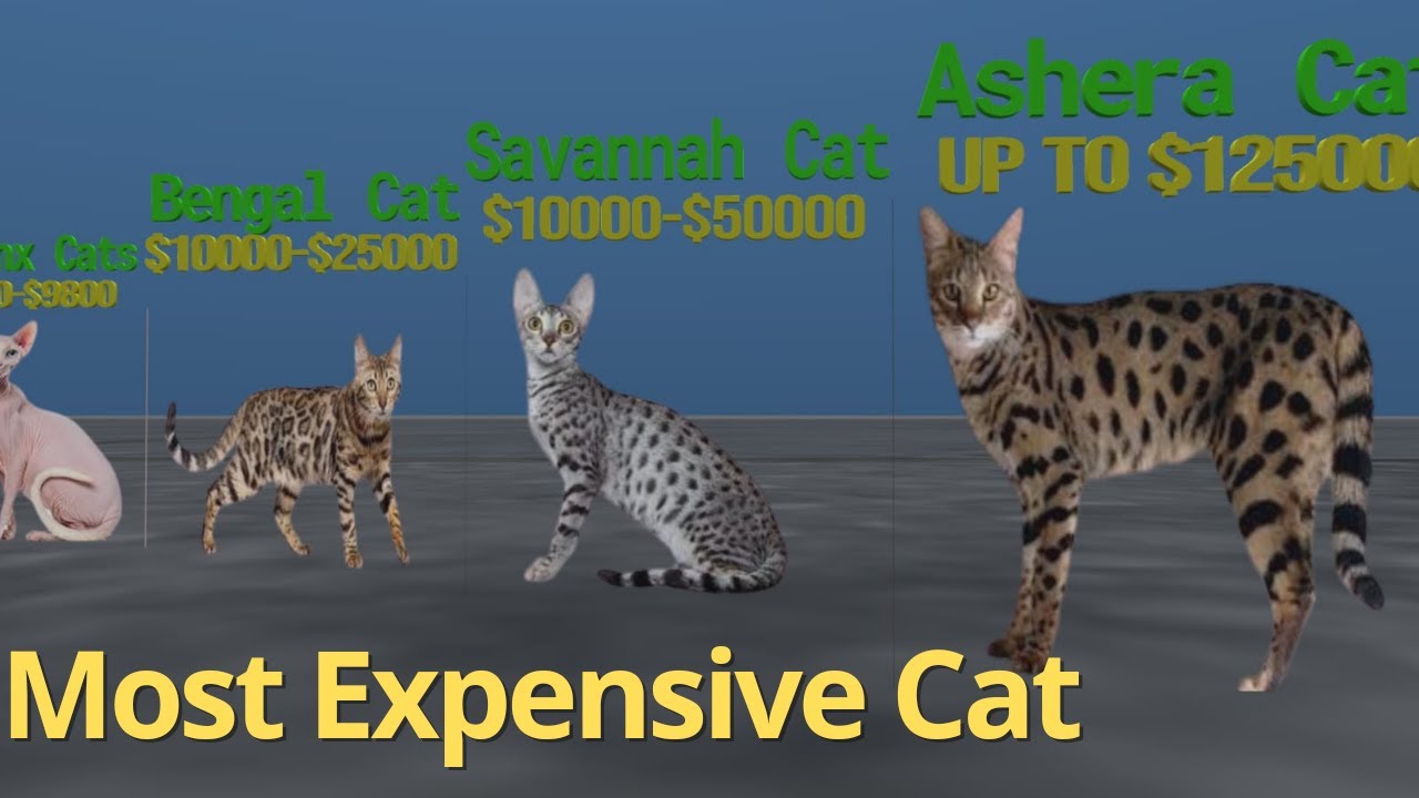$1.5 Million Cat: The World's Most Expensive Pet... Ever! - YouTube