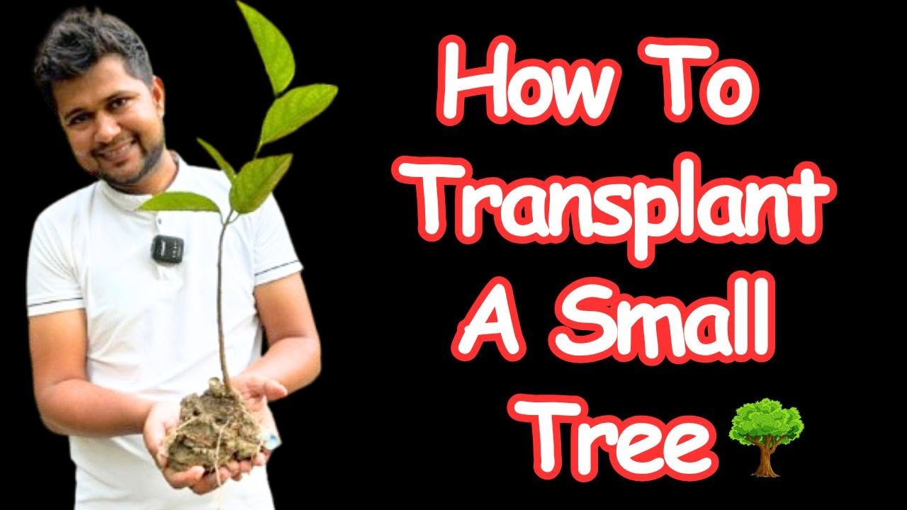 How to Transplant a Small Tree | The Easy Way to Remove and Replant ...