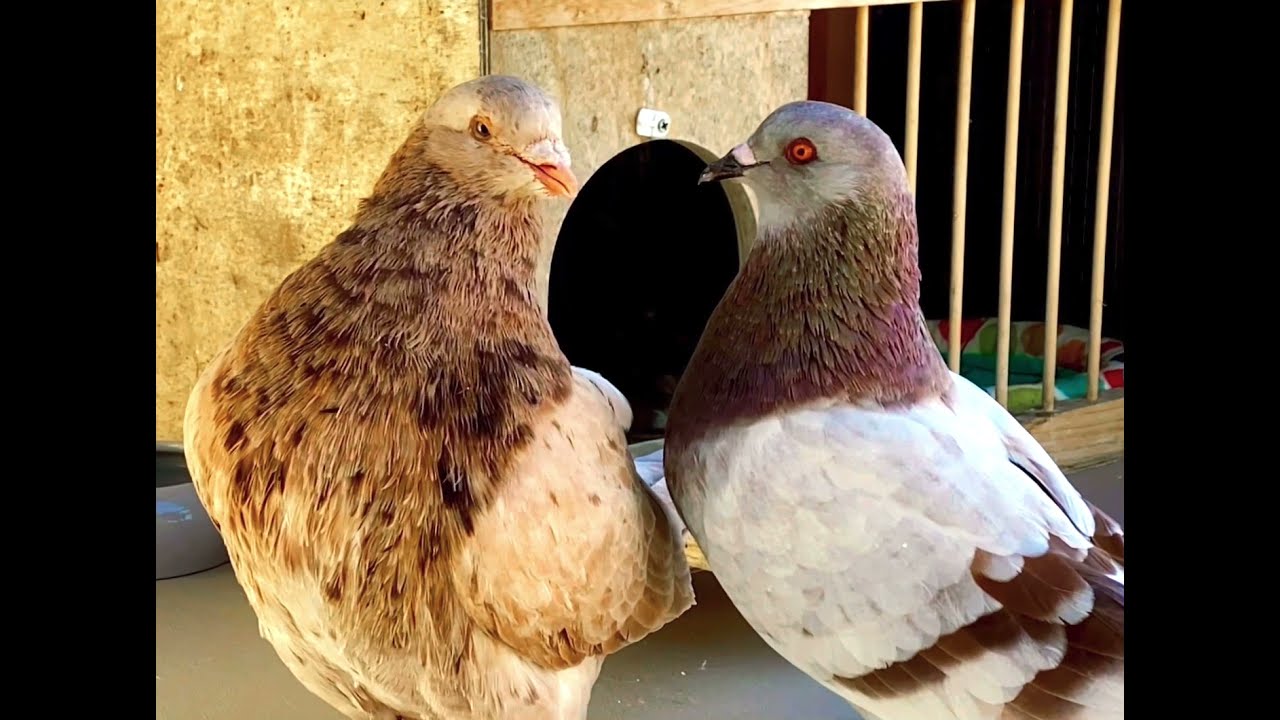 Courtship: Pigeon Couple Kissing - YouTube