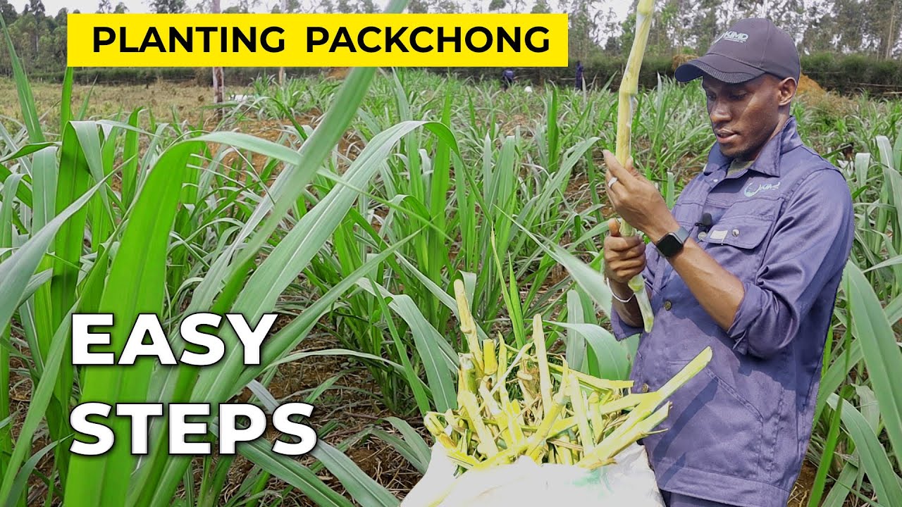 See Update on Our Packchong Napier Garden | 2026 - YouTube