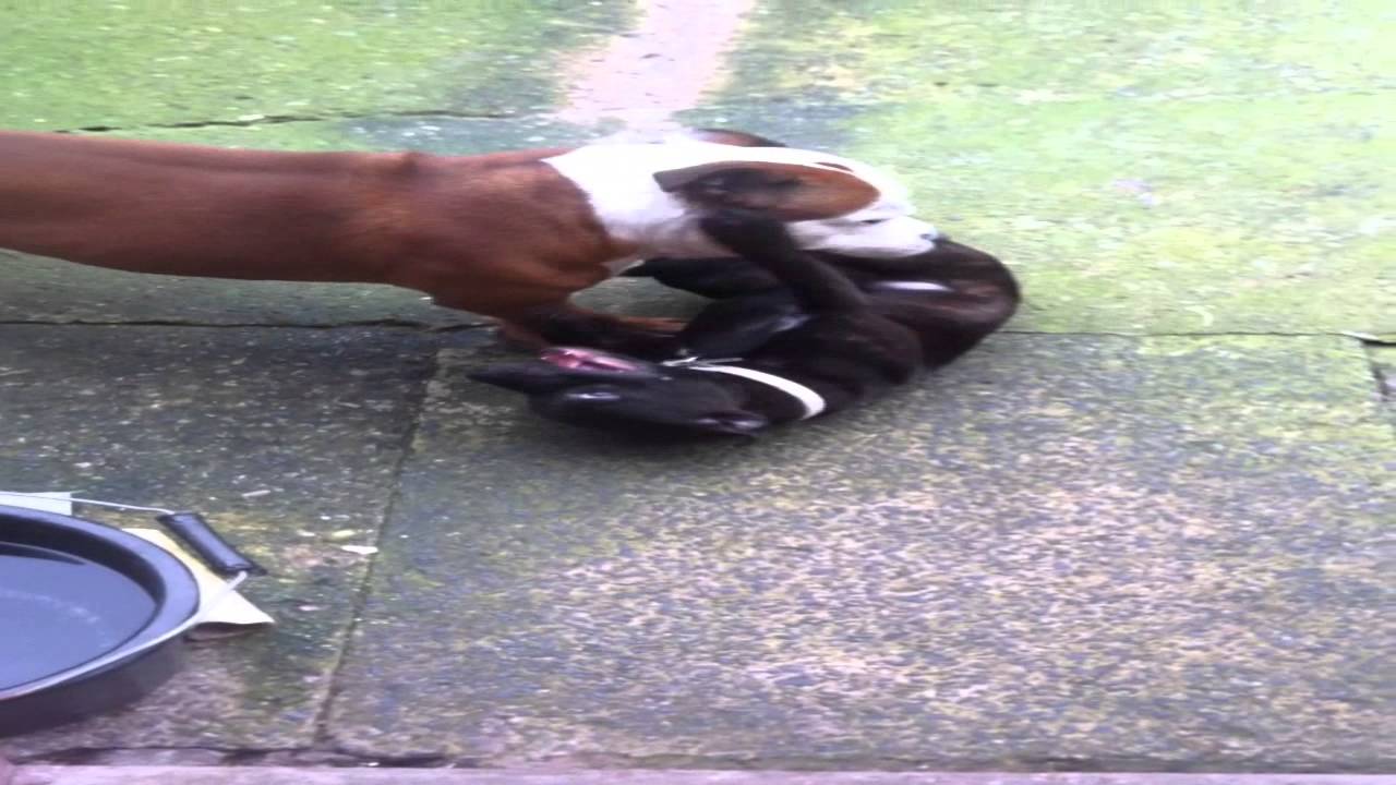 staffordshire bull terrier puppy & dog play fighting ( Dog's MASSIVE ...
