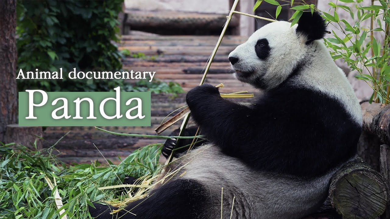 Panda [Animal Documentary] - YouTube