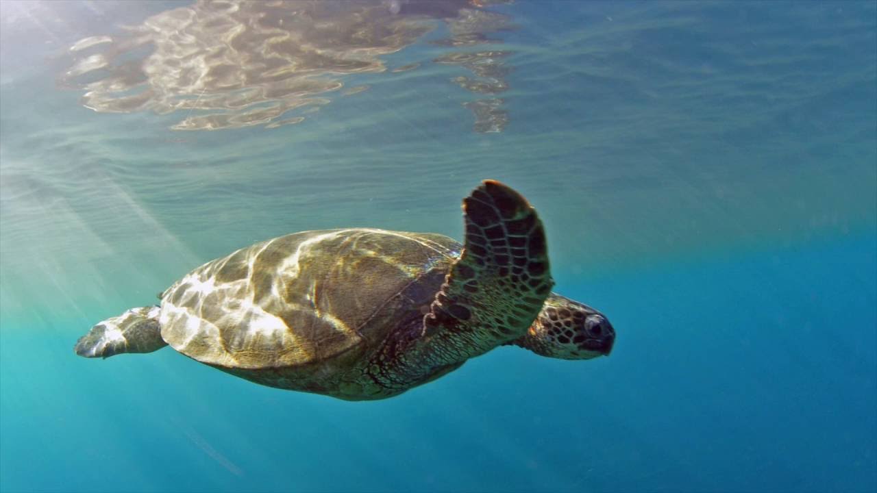 Composition Part 6: Framing: Negative Space, Underwater Photography ...