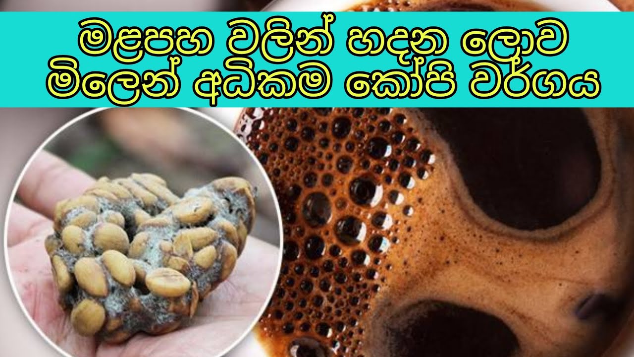 මළපහ ආධාරයෙන් නිපදවන ලොව මිලෙන් අධිකම කෝපි වර්ගය? Gonussa|ගෝනුස්සා ...