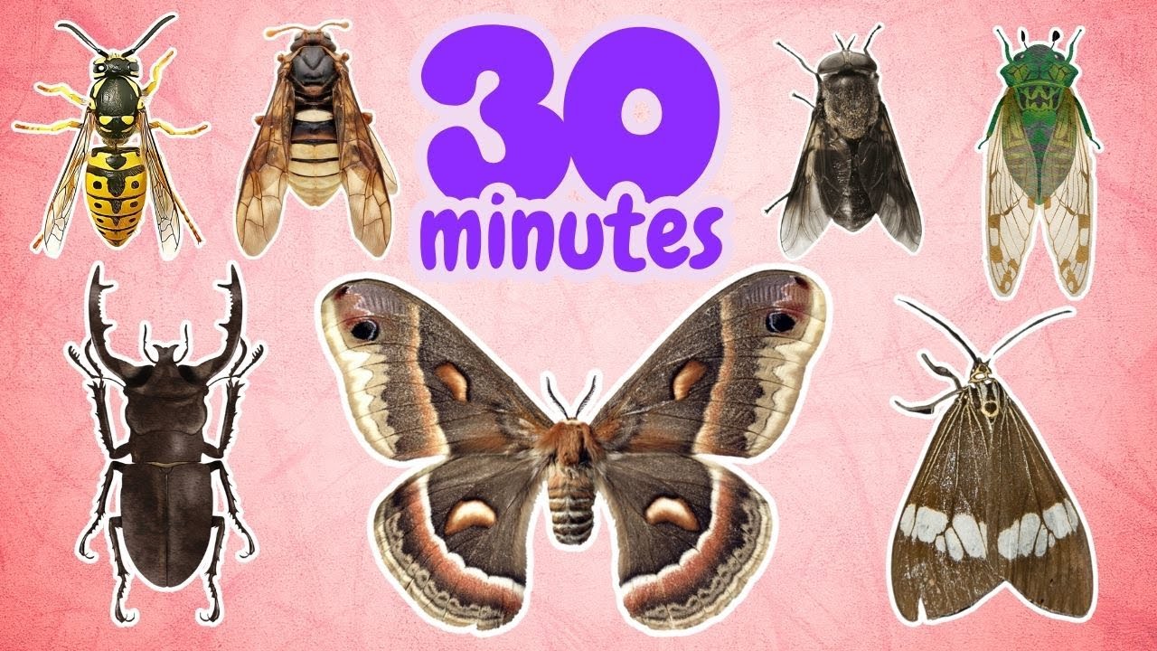 30 minutes Easy English Insects for Kids - YouTube