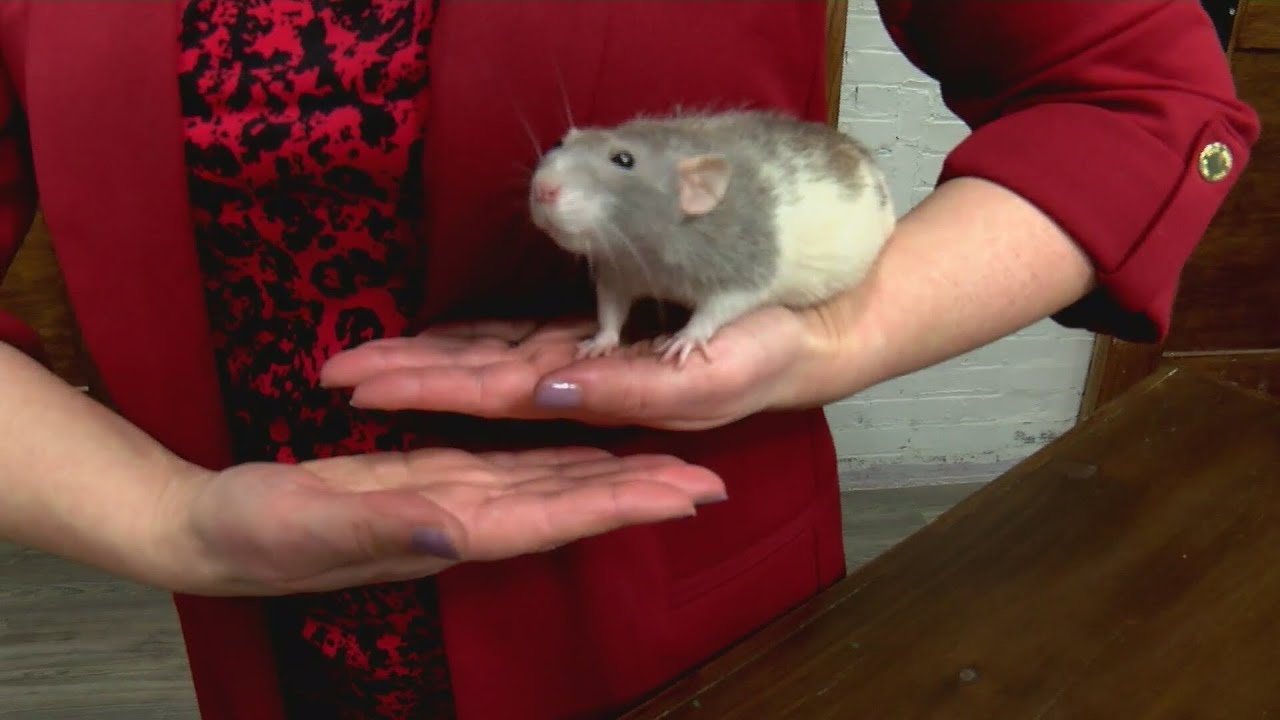How Much Do You Know About Rats? Fun Rat Facts - YouTube