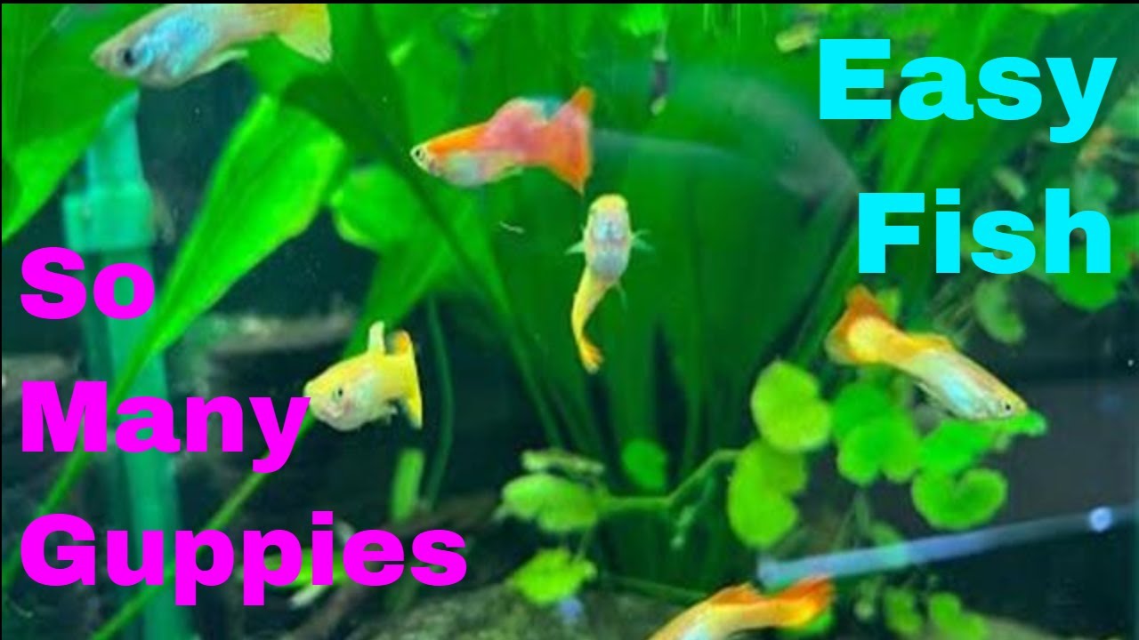 How to Care for Freshwater Guppies - The Easy Way - YouTube