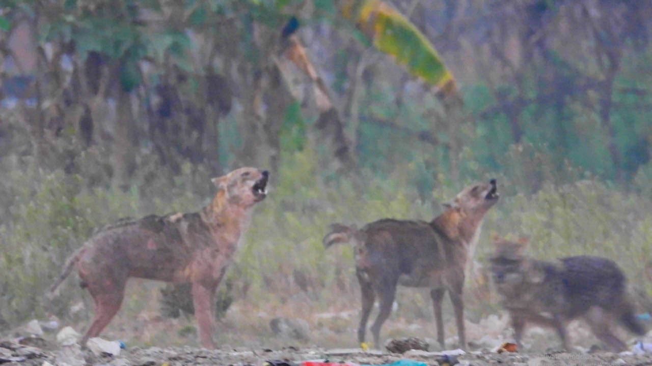 Fox/ Golden Jackal Sound---Sheyal er Dak 2023 🐺 Jackal Calling sound ...