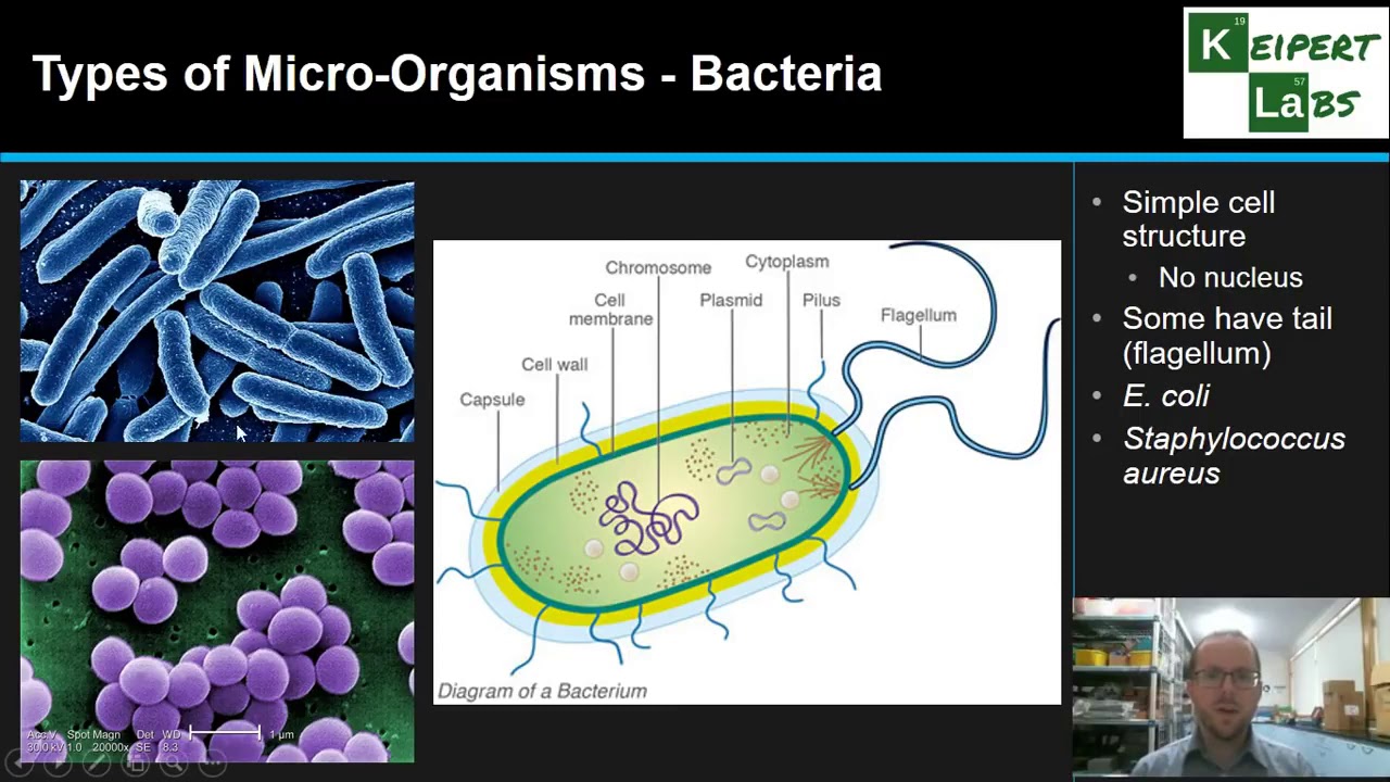 Types of Micro Organisms - YouTube