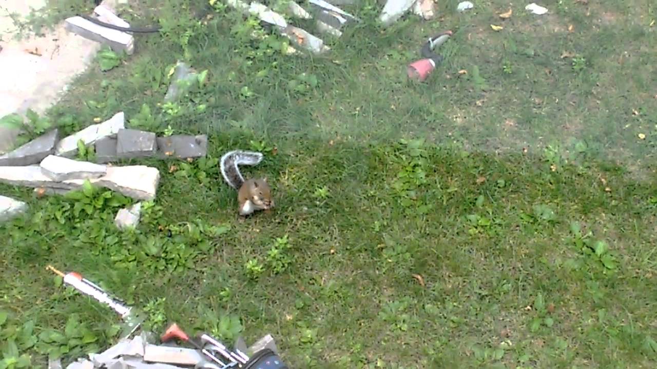 Hybrid Red and Gray Squirrel?? Crazy - YouTube