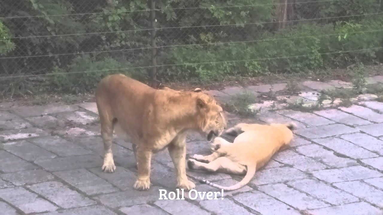 Lion Rolls Over Like Puppy - YouTube