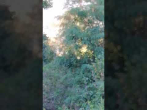 Ağaçlar Cezbe Geldi Zikir Ediyor