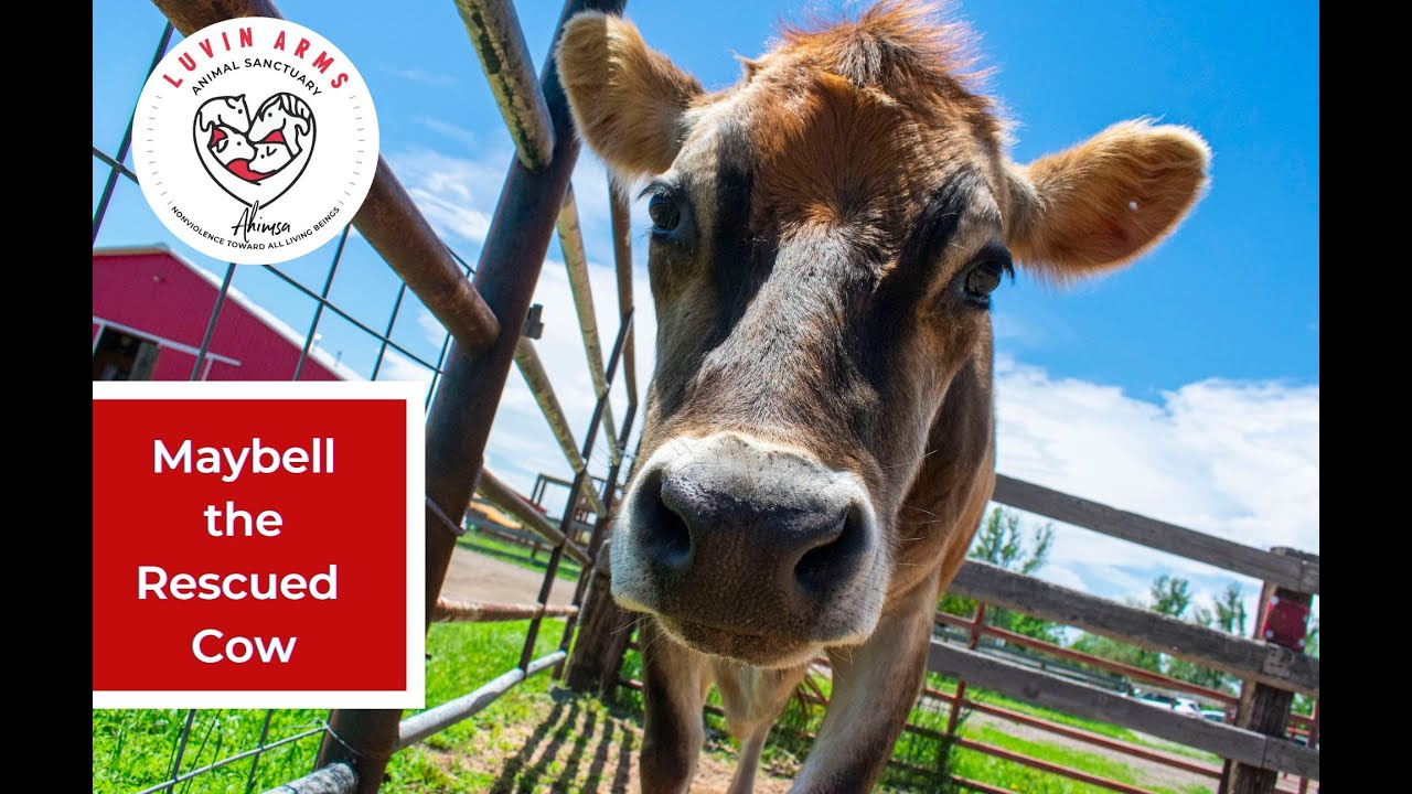 Maybell the rescued cow - YouTube