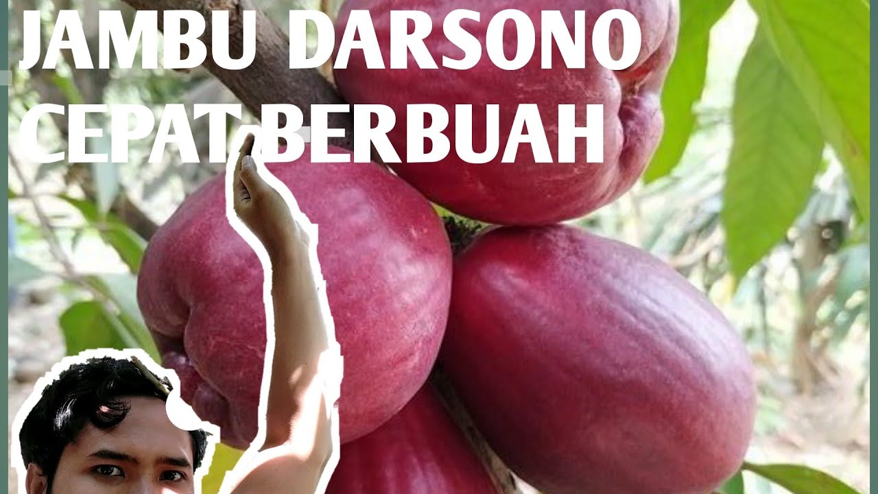 🔴Cara cepat membuat jambu Darsono cepat berbuah lebat‼️ - YouTube