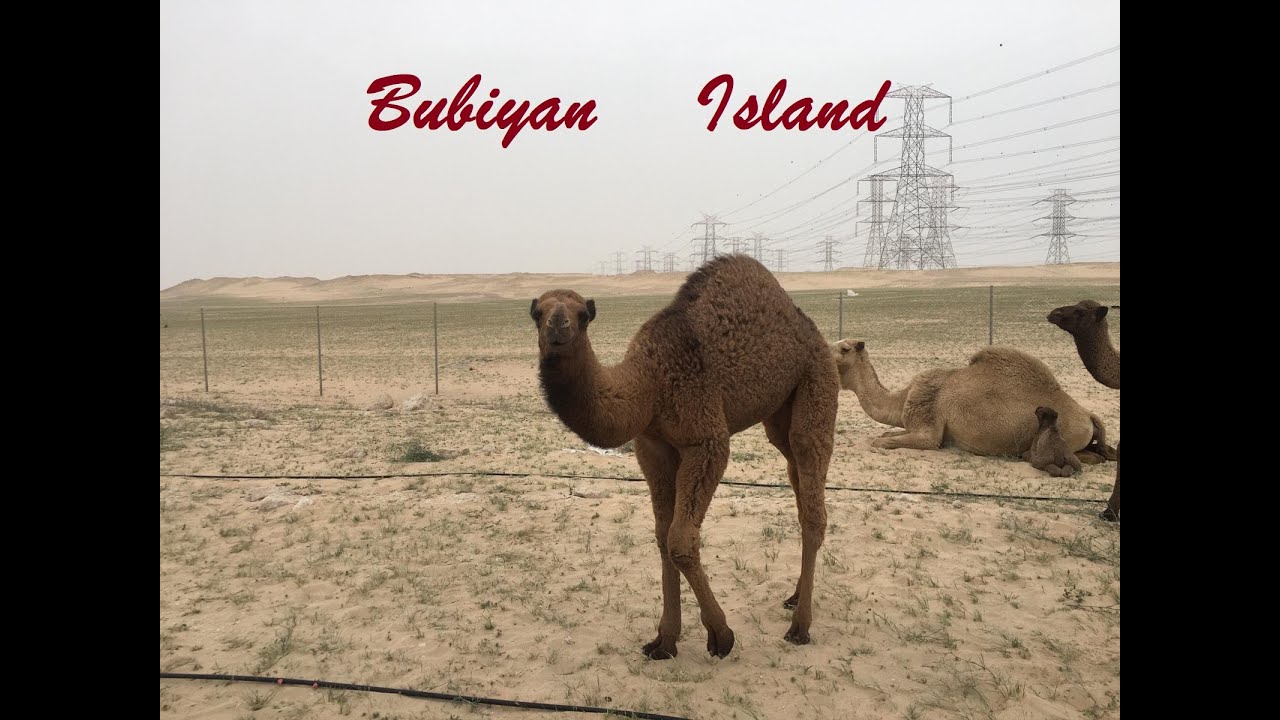 Bubiyan Island , Kuwait - YouTube