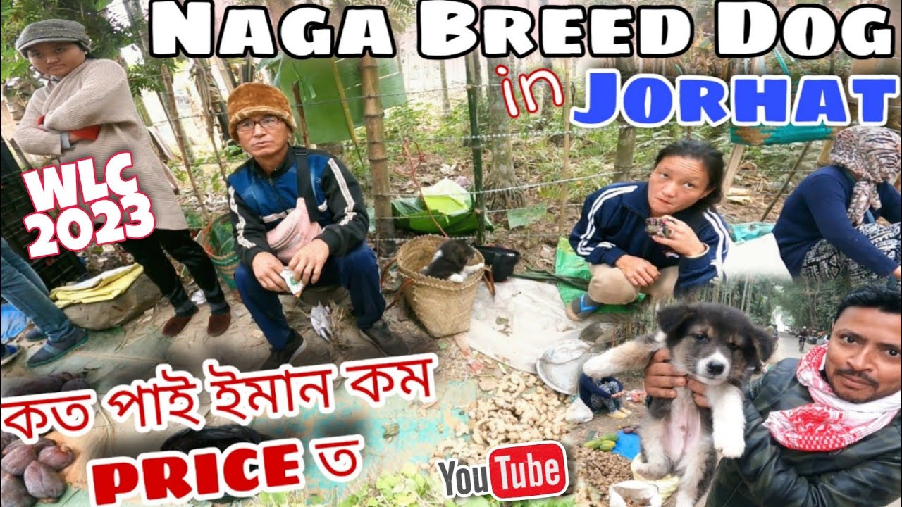 Naga Breed Dog || কত পাই ইমান কম PRICE ত 💥🔥 Jorhat Assam || মোৰ শেষ ...