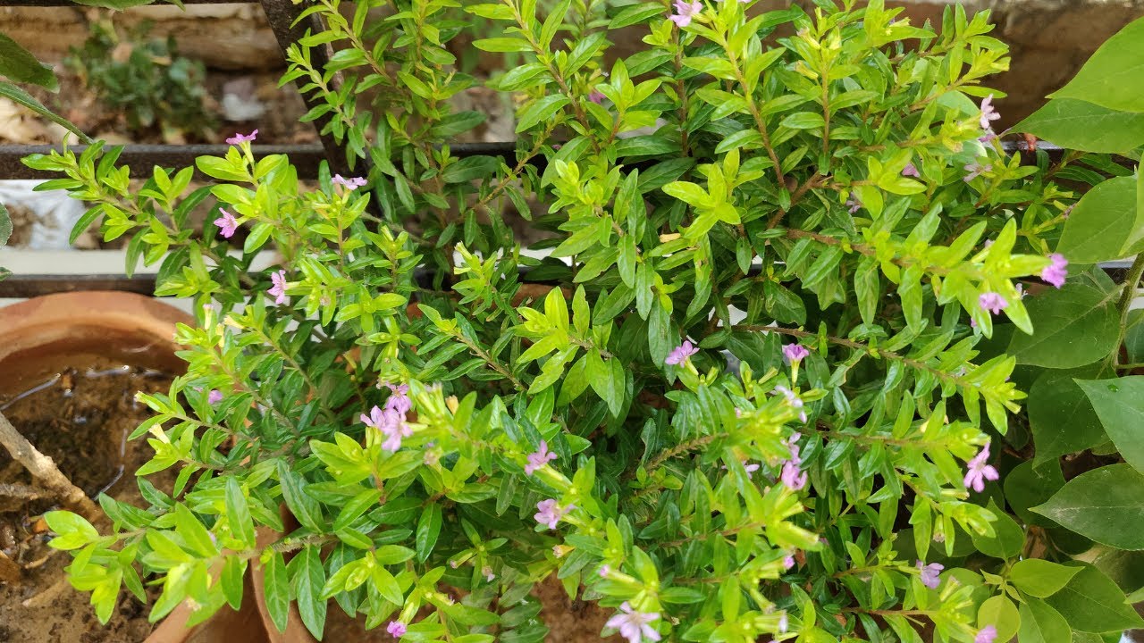 How To Grow & Care Cuphea Hyssopifolia / Mexican Heather Plant in Pots ...
