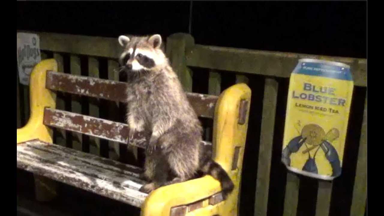 Friday Night Babies and Adults Raccoons - YouTube