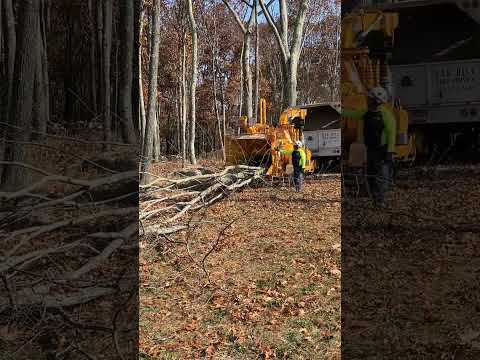 19XP chipping a whole tree. Oak Hill Tree Service - YouTube