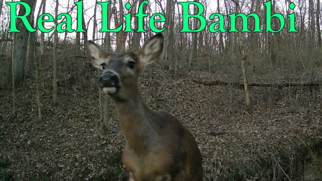 🦌 Real Life Bambi #1103 🦌 - YouTube