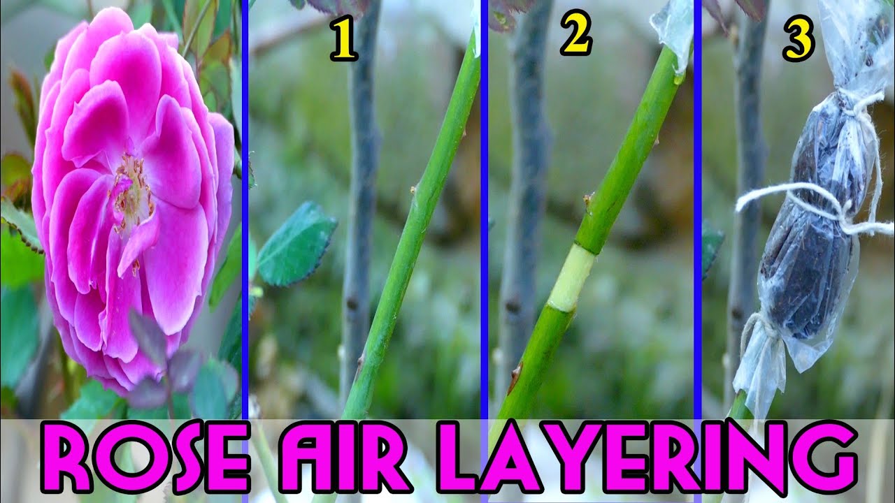 How Rose Plant Airlayering | Easy way to airlayering rose | Rose ...