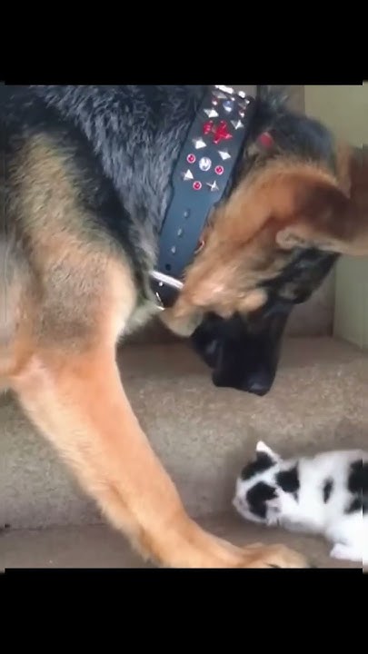 #funnydogs#cute#doglover#doglife#cure#dogshorts#pet#doglife#dogshorts - YouTube