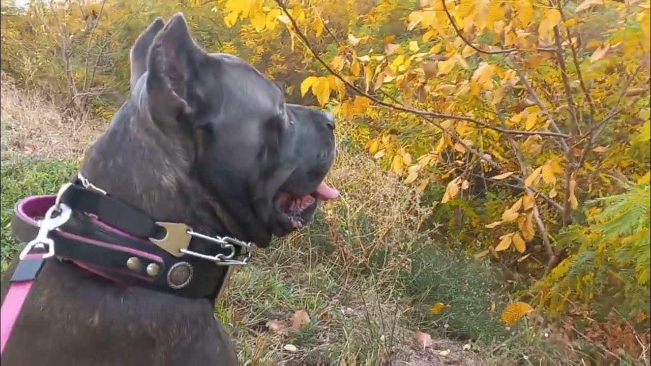 Кто хочет кушать? 😋 Кане Корсо. - YouTube