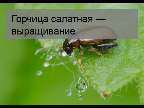 Горчица салатная — выращивание - YouTube